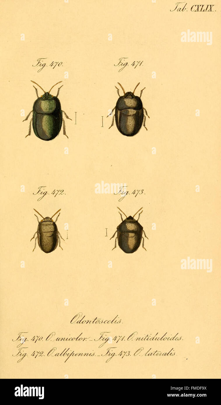 Tab. CXLIX from *Die wanzenartigen Insecten* showcases additional ...