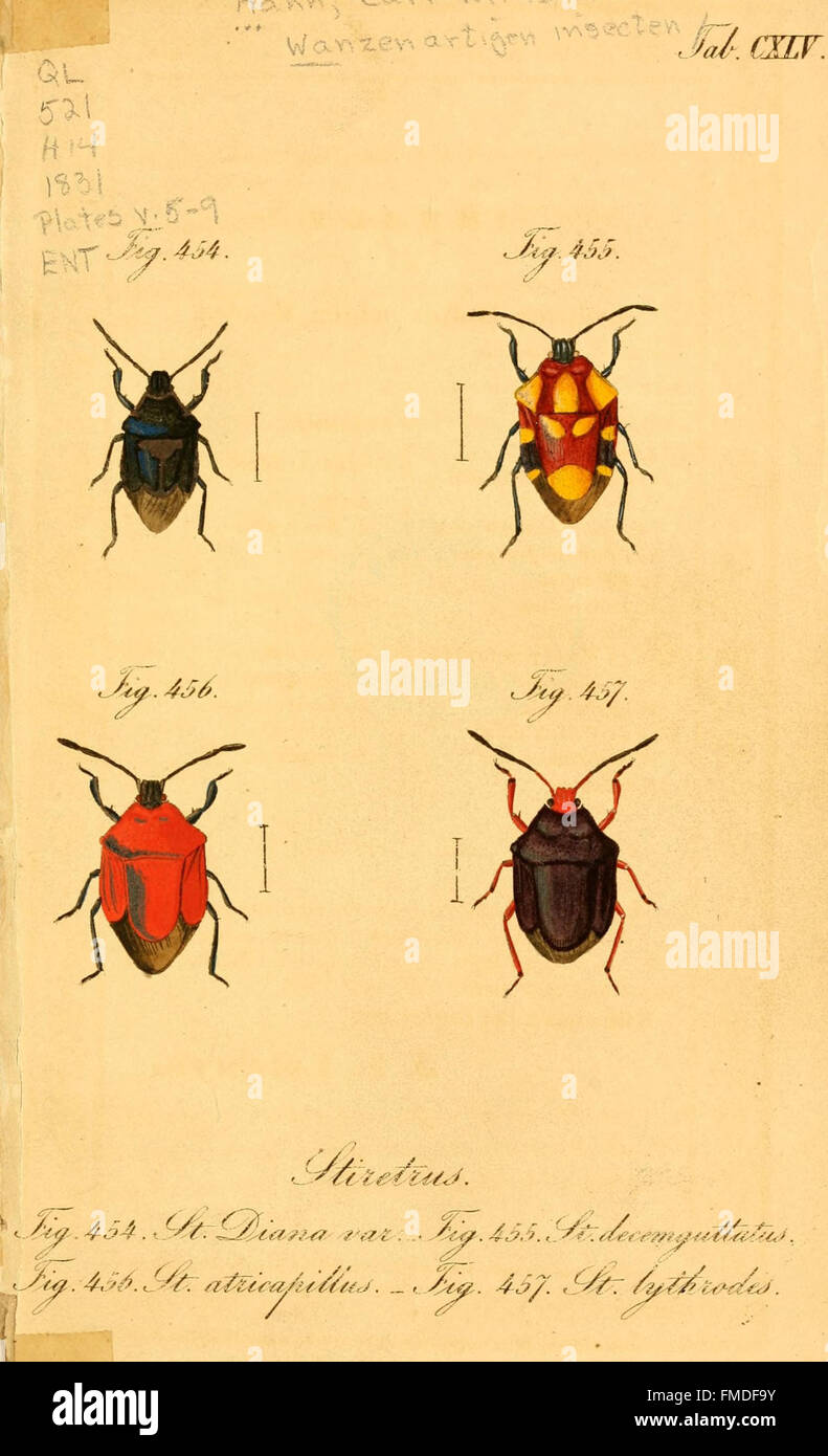 This plate from 'Die wanzenartigen Insecten' presents detailed ...