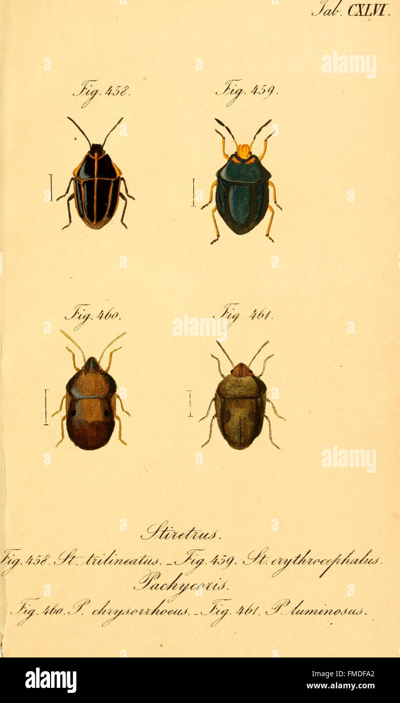 Tab. CXLVI from 'Die Wanzenartigen Insecten' features a variety of ...