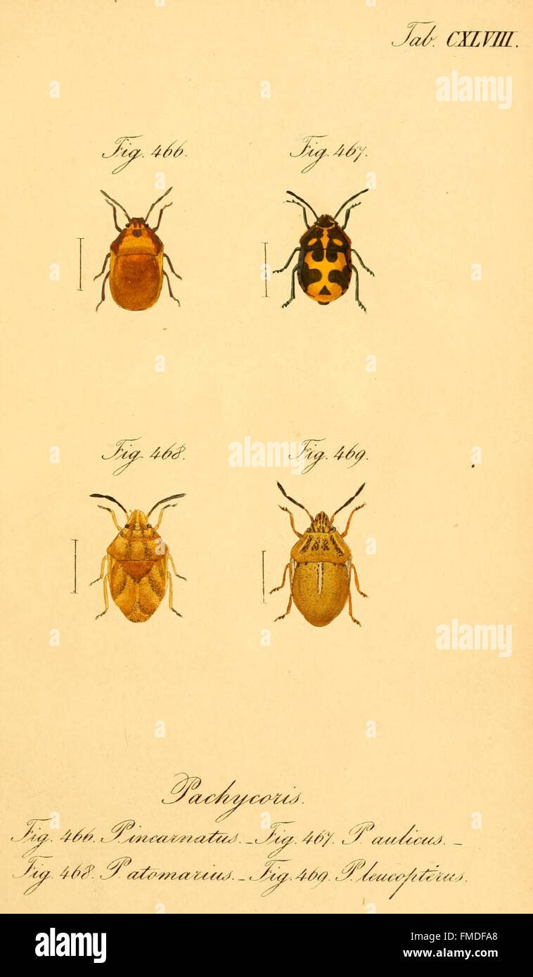 'Die Wanzenartigen Insecten' (Tab. CXLVIII) provides an illustration of ...