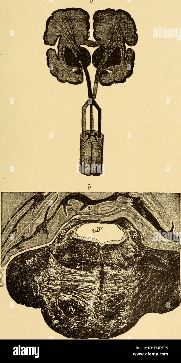 The 'Diseases of the Nervous System' publication from 1908 provides a ...