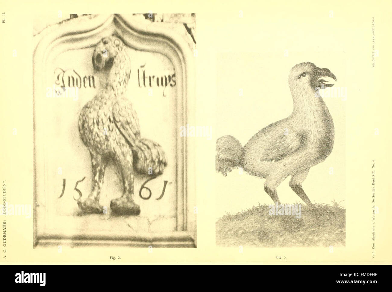 This plate from *Dodo-Studien* offers detailed illustrations of the ...