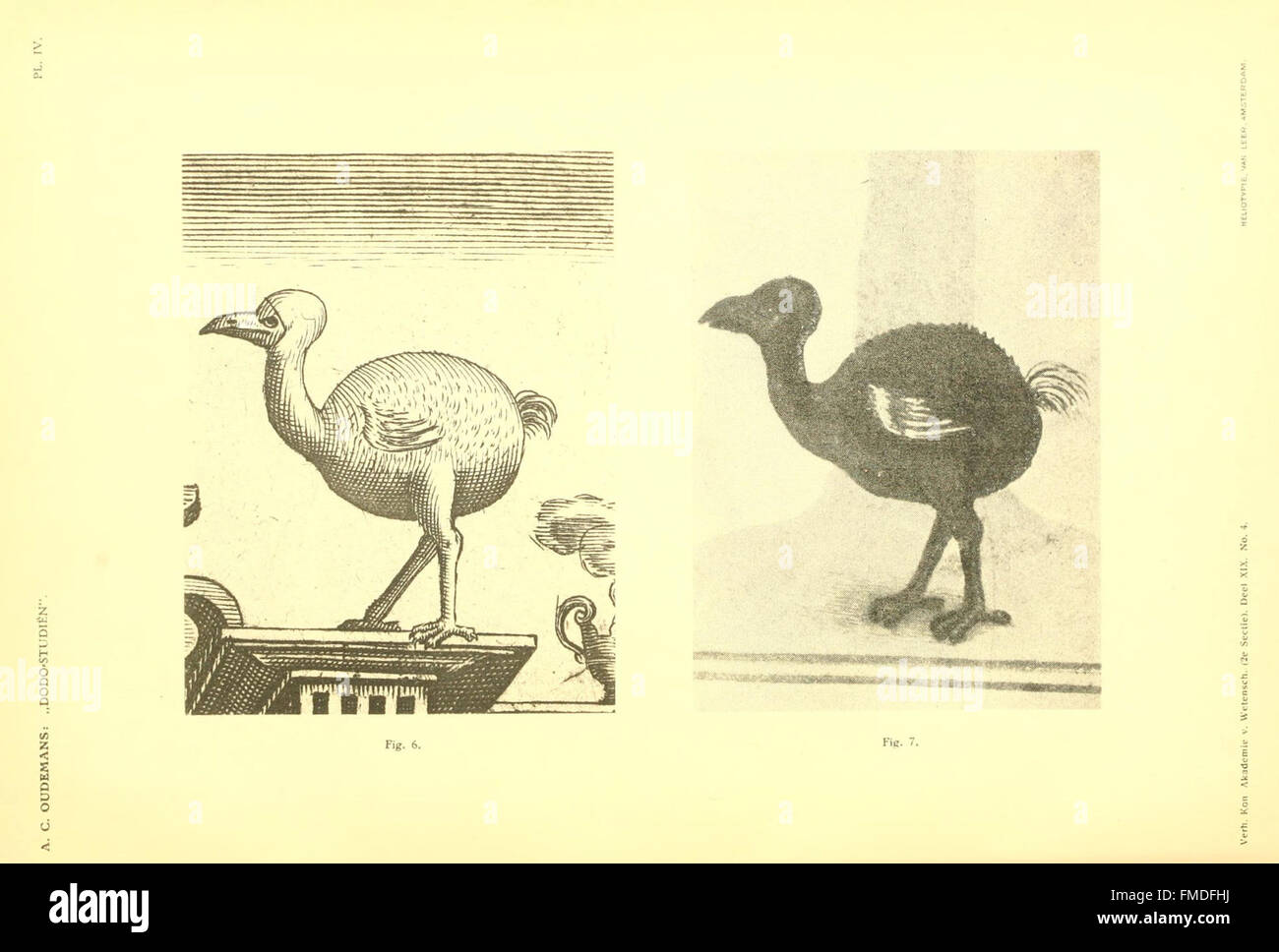 Plate IV from 'Dodo-studien' features an illustration of the extinct ...