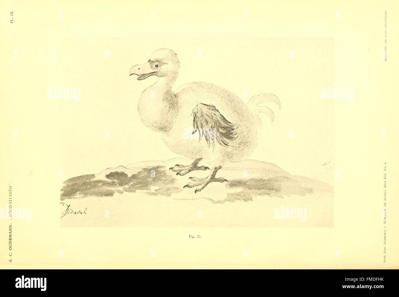 Plate IX from 'Dodo-studiën' depicts the extinct Dodo bird ...