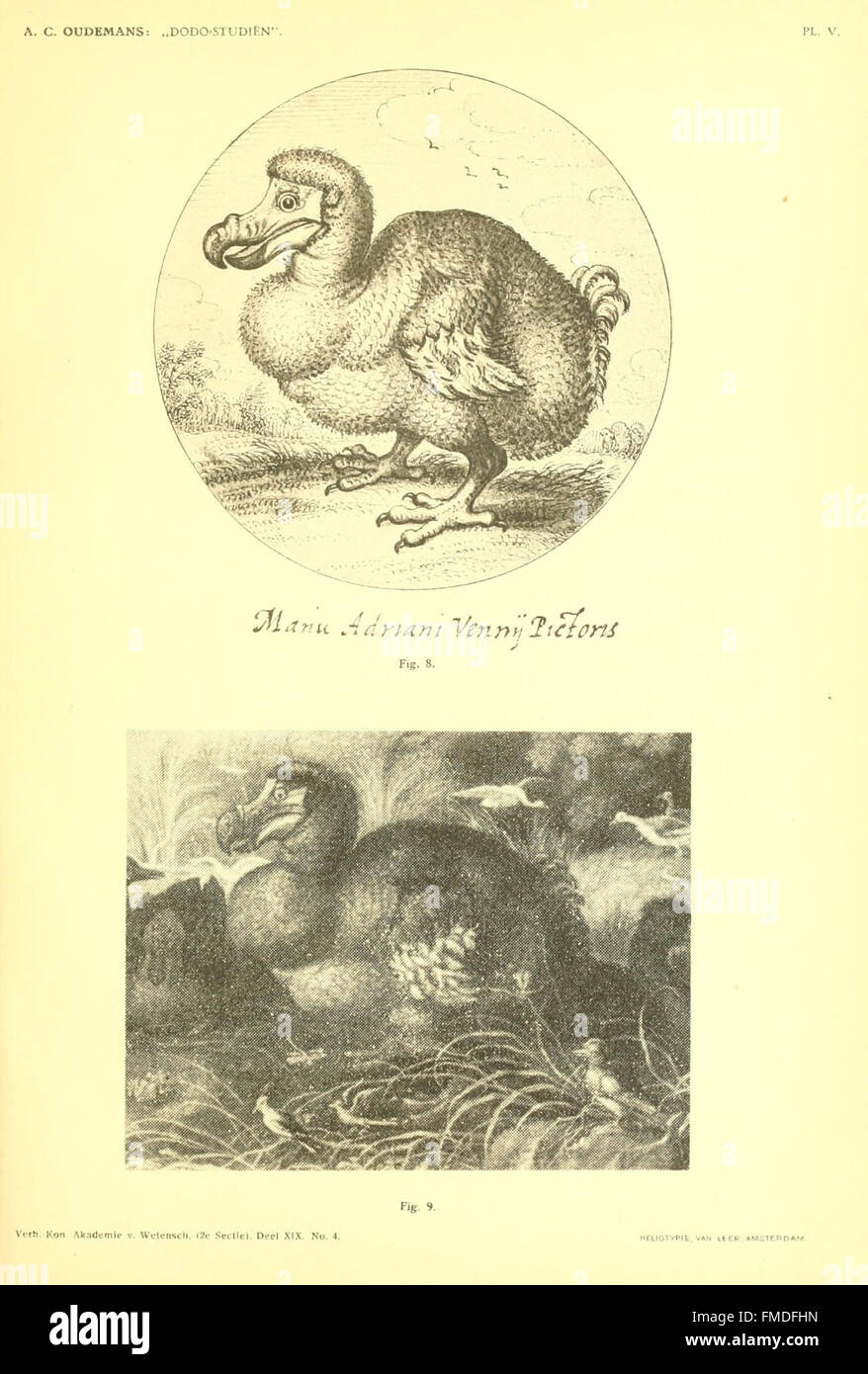 An illustration from 'Dodo-studiën,' focusing on the extinct dodo bird ...