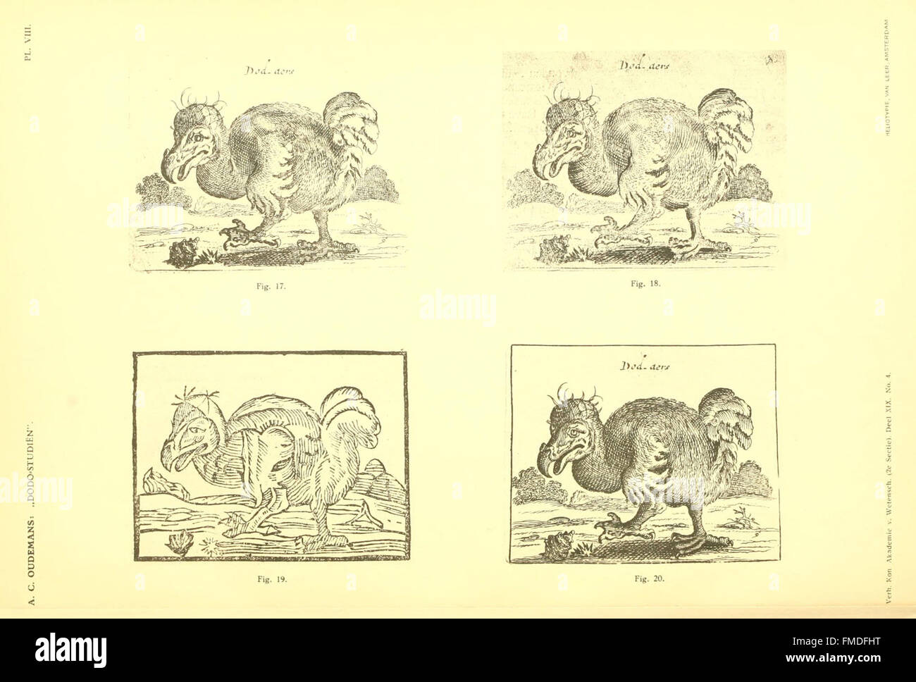 ‘Dodo-Studien’ (Plate VIII) focuses on the extinct dodo, a flightless ...