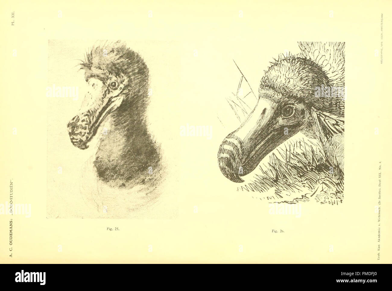 This 19th-century illustration from 'Dodo-studiën' provides a ...