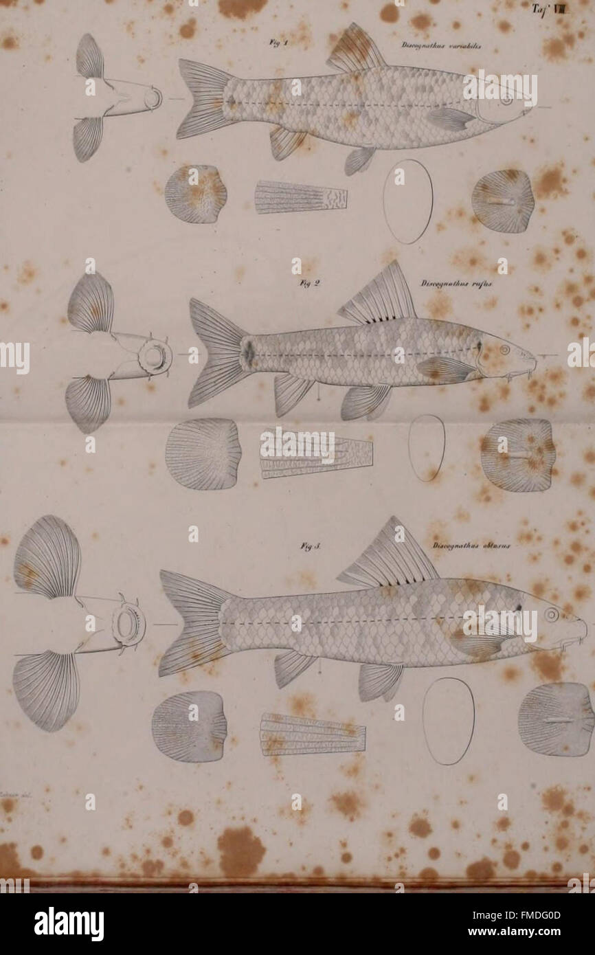 This work provides illustrations and descriptions of the fish species ...