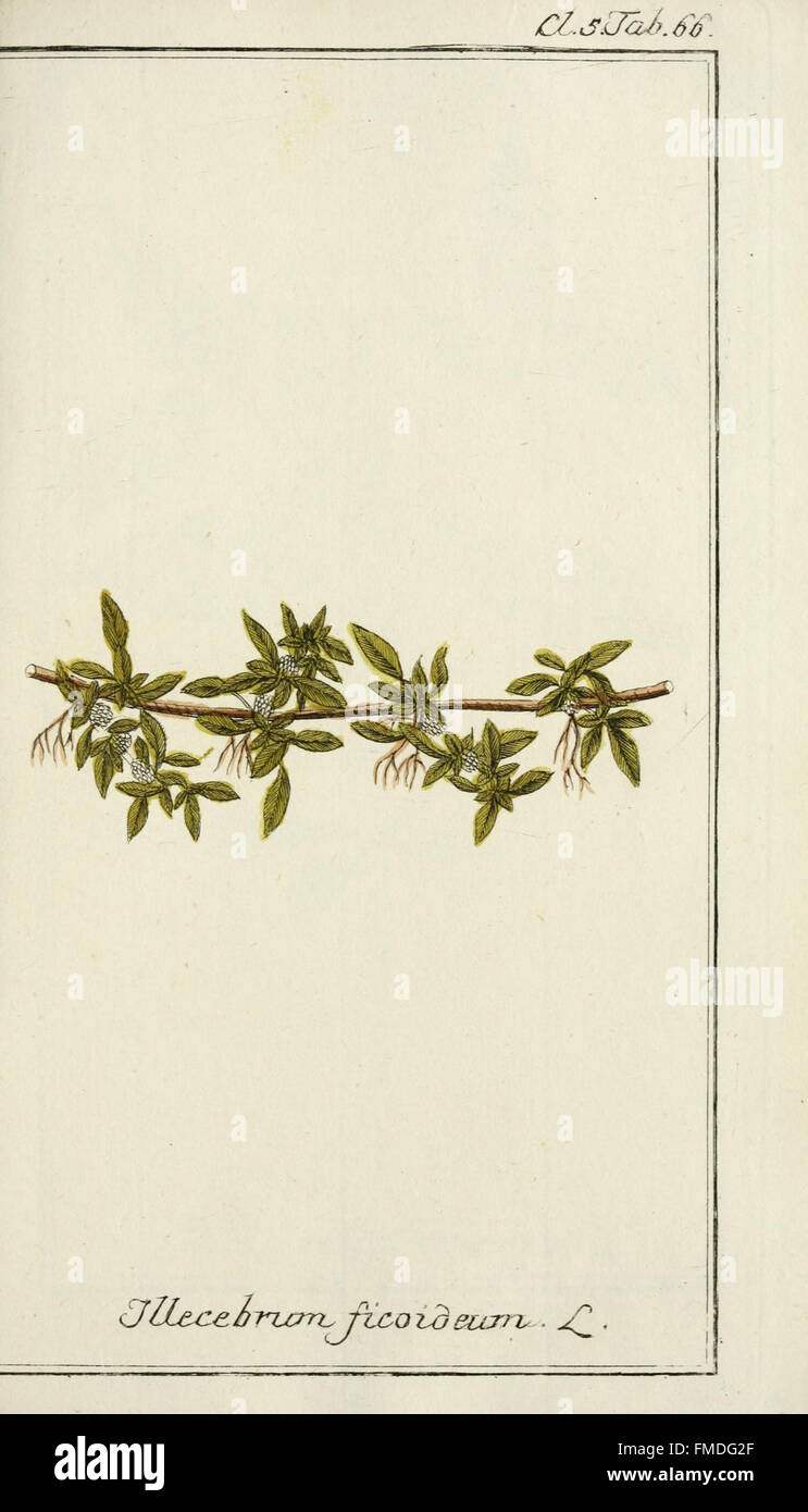Plants botanical classification under hi-res stock photography and ...