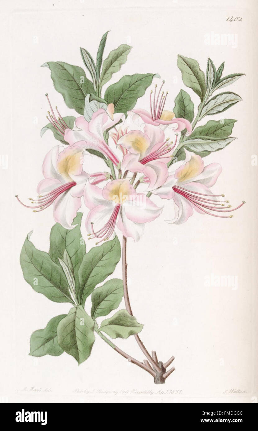 Plate 1402 from 'Edwards's Botanical Register' features detailed ...