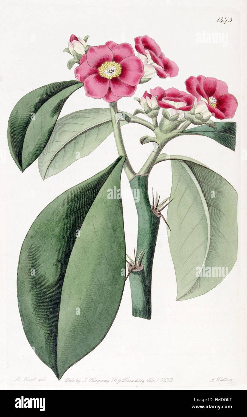 1473 map hi-res stock photography and images - Alamy