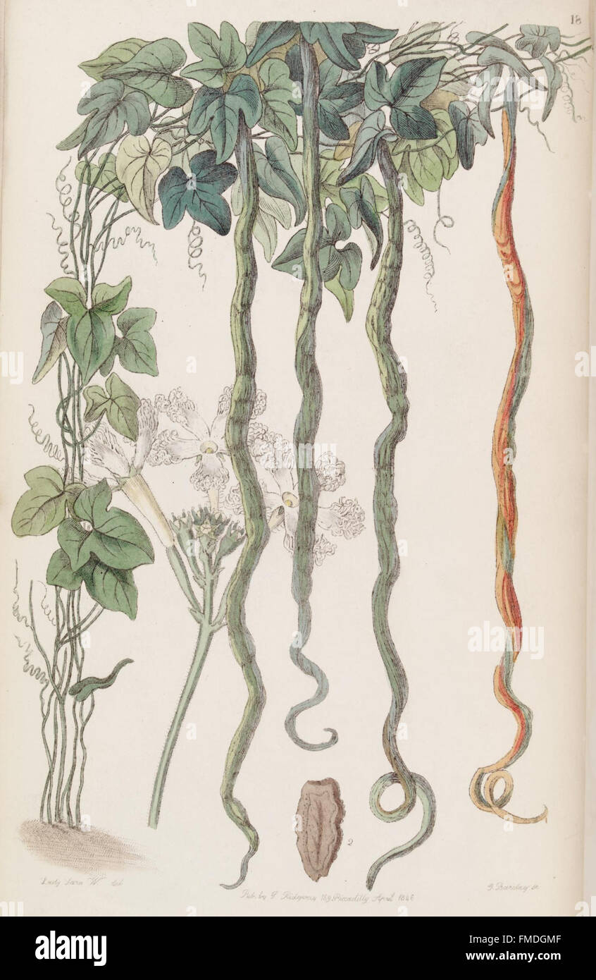 Plate 18 from Edwards's Botanical Register showcases detailed ...