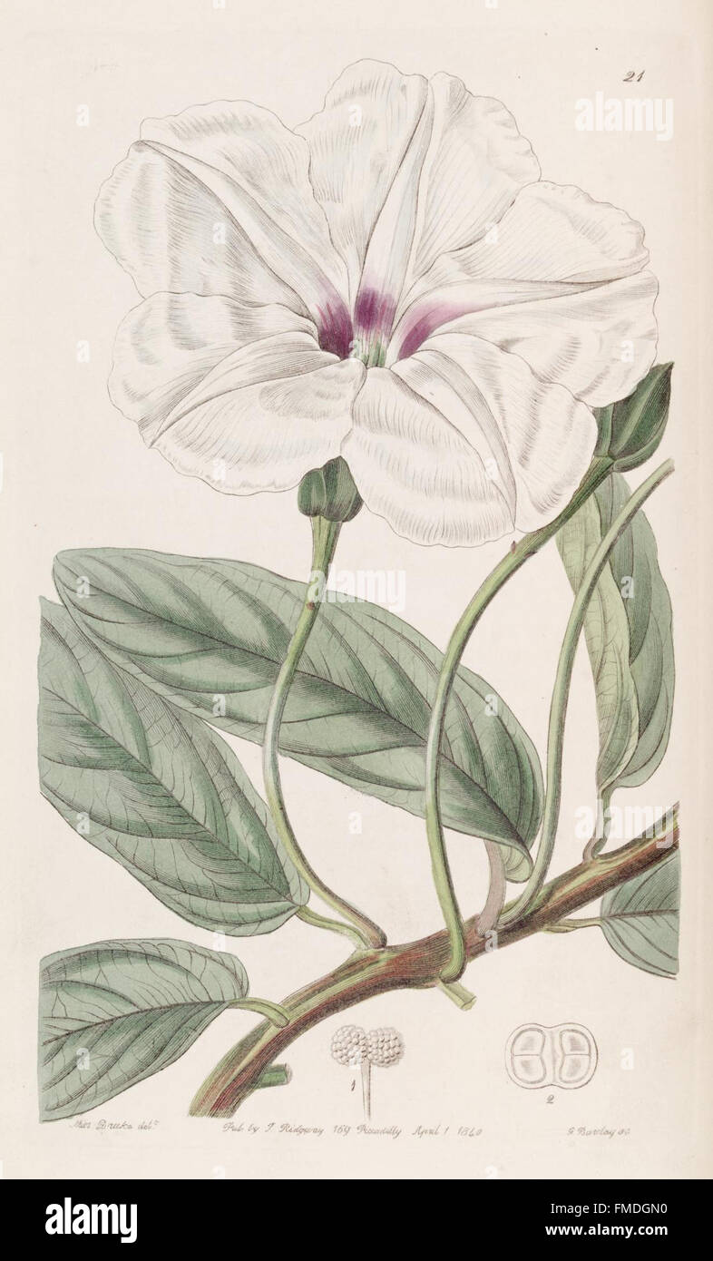 Plate 21 from 'Edwards's Botanical Register' features a detailed ...