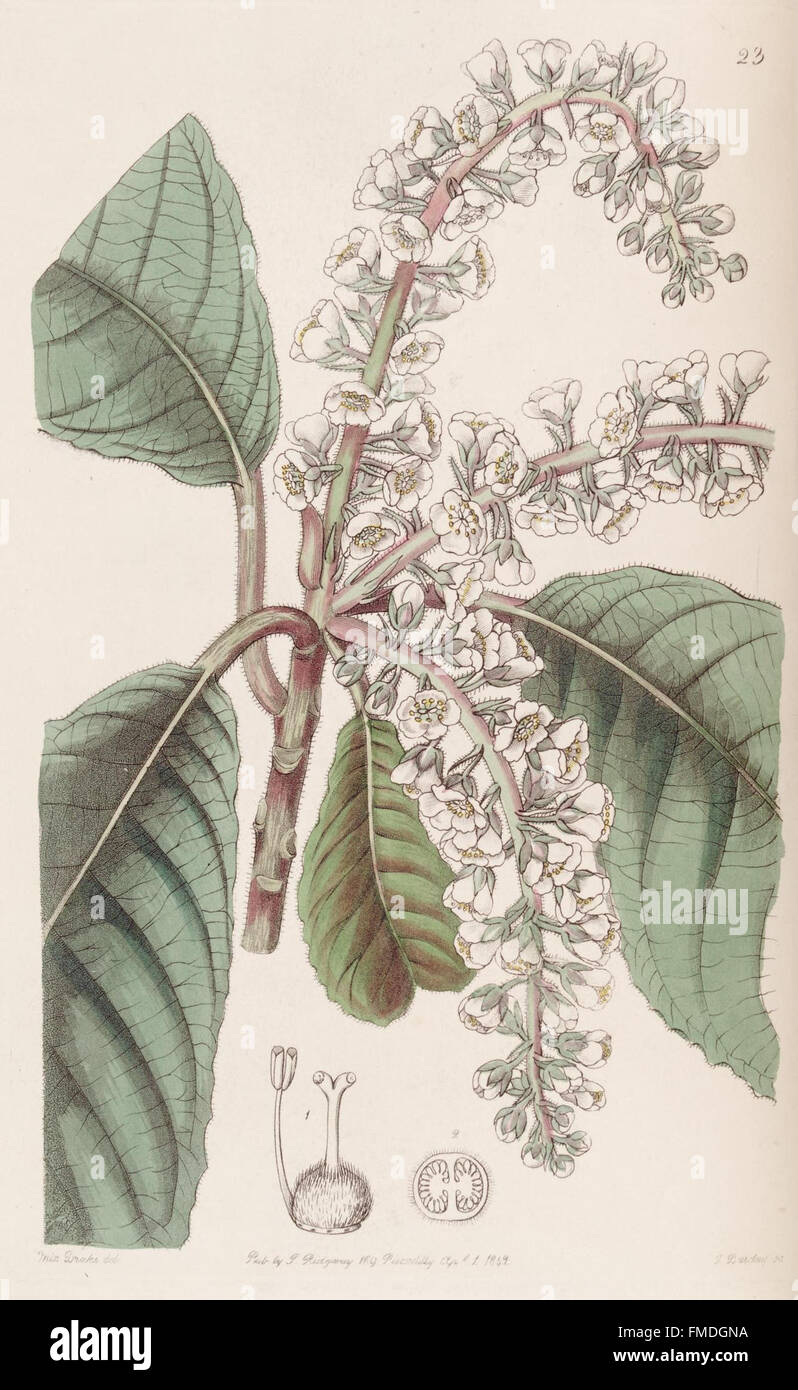 An illustration from Edwards’s Botanical Register showcasing various ...