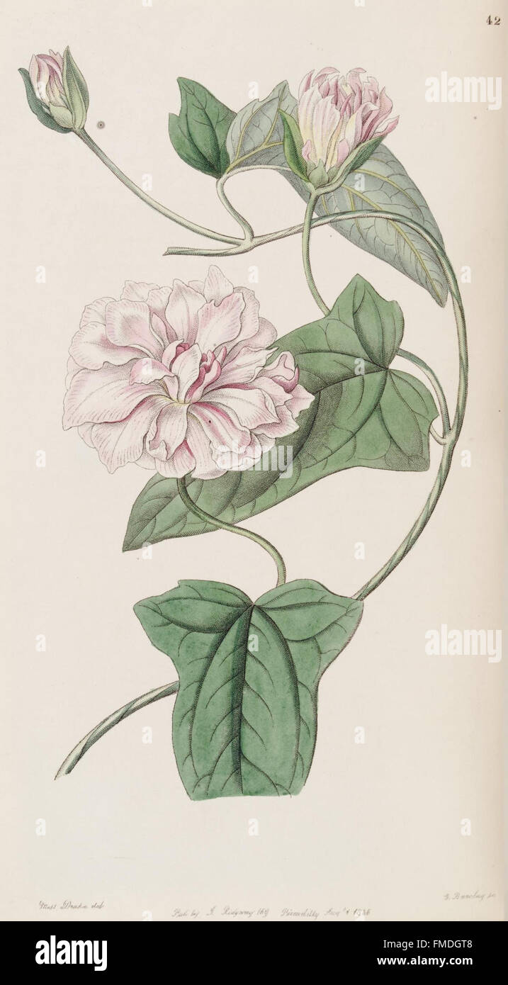 Edwards's Botanical Register (Plate 42) features detailed illustrations ...
