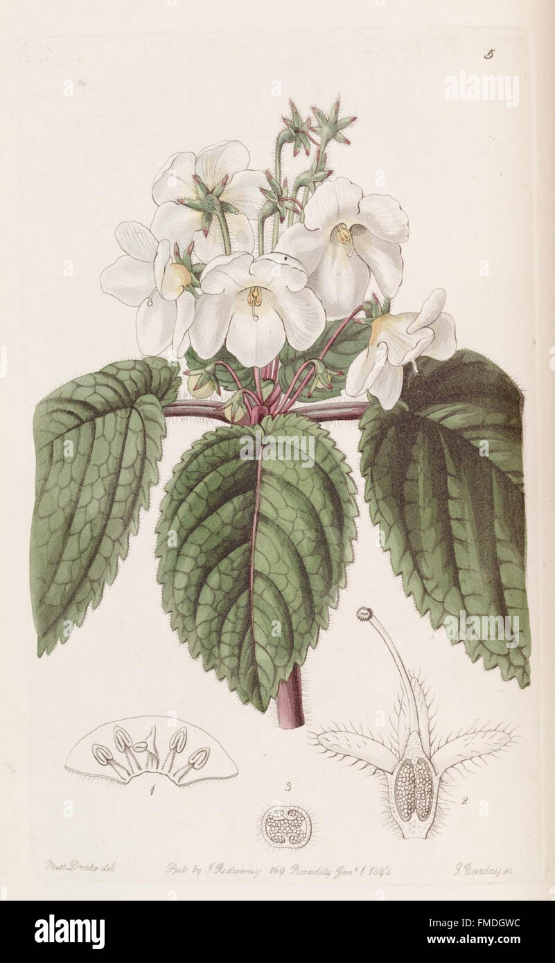 Plate 5 from 'Edwards’s Botanical Register' showcases detailed ...