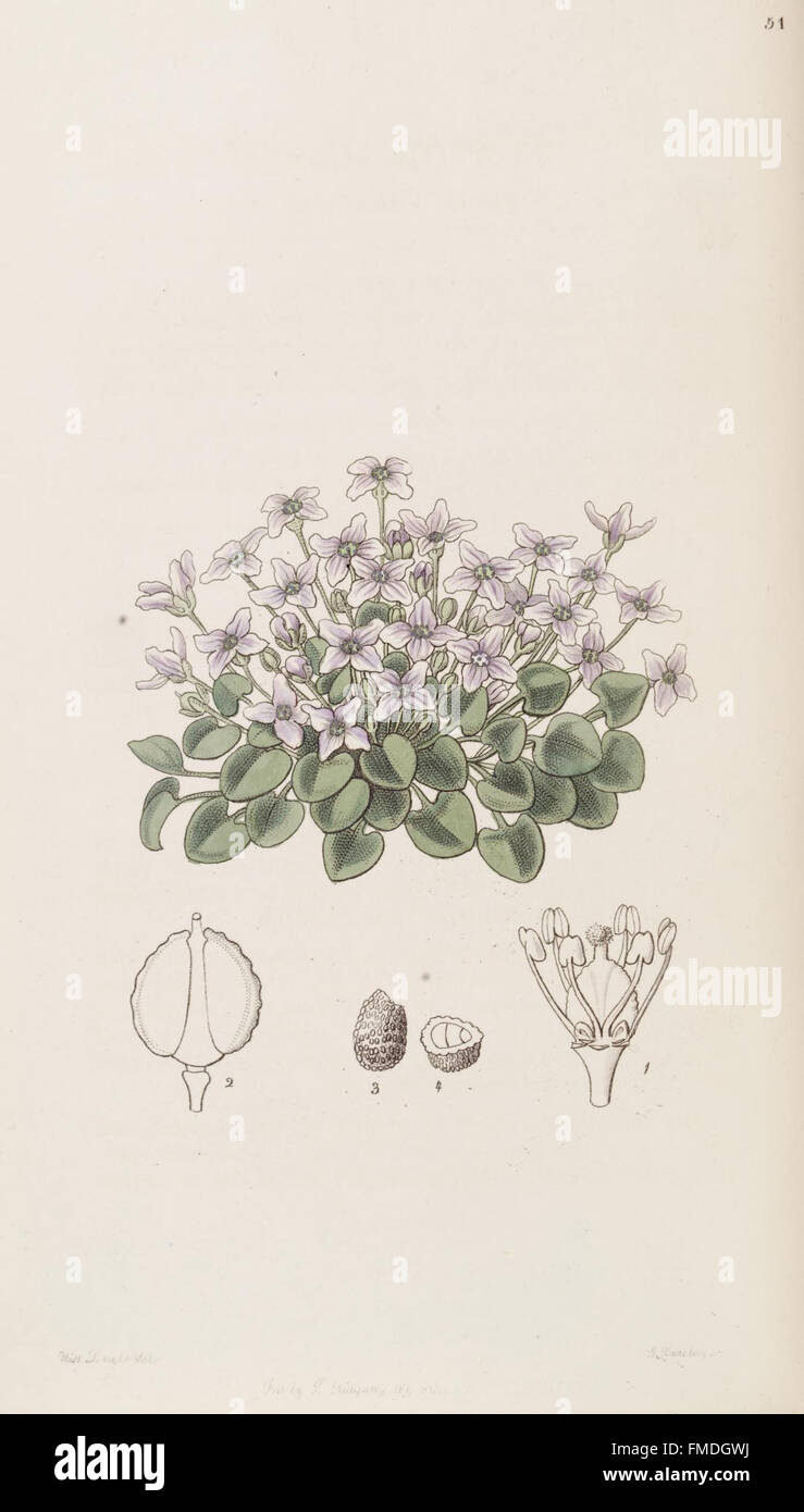 Plate 51 from 'Edwards's Botanical Register' features illustrations of ...