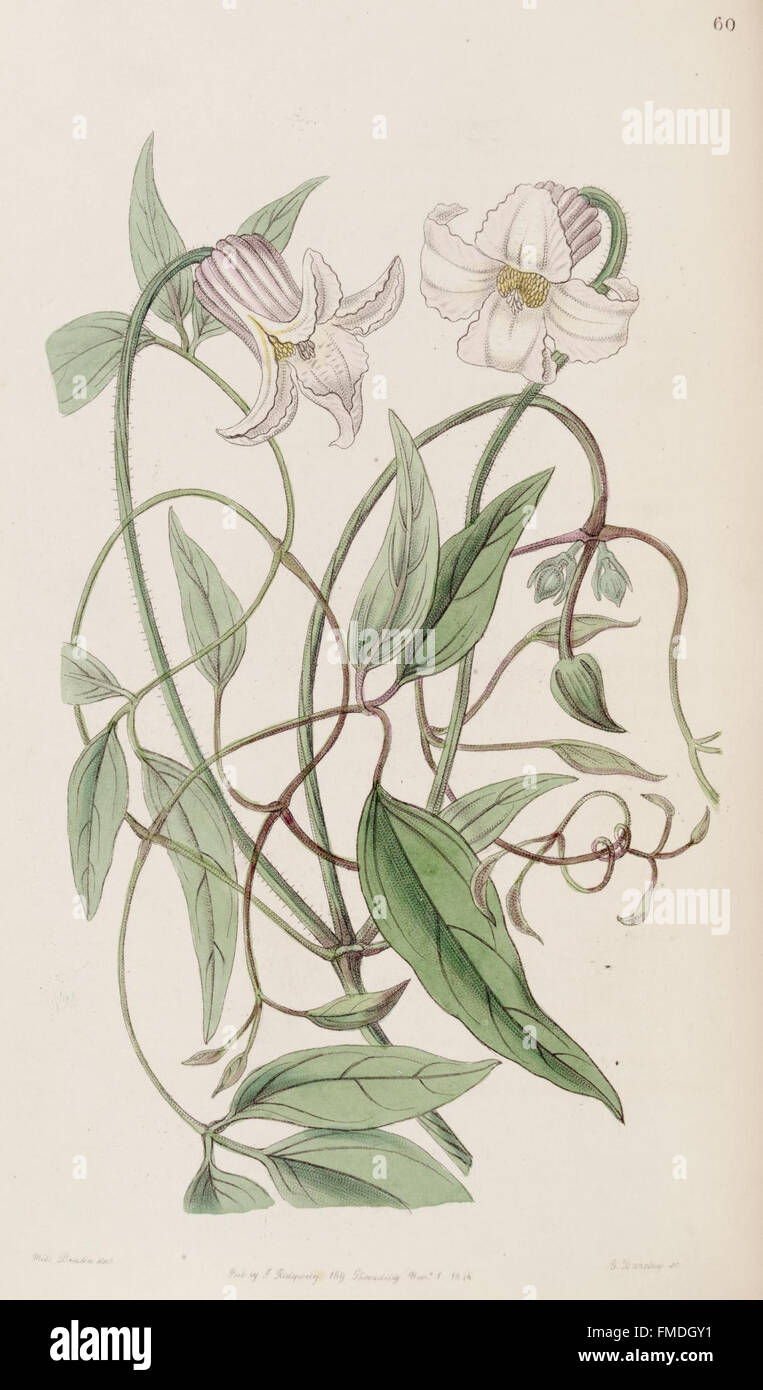 Plate 60 from 'Edwards's Botanical Register' depicts a variety of plant ...