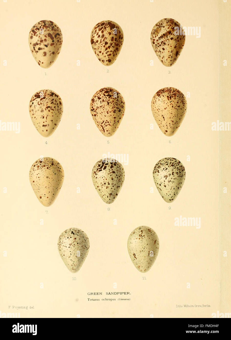 Plate 12 from *Eggs of British Birds* illustrates the eggs of various ...