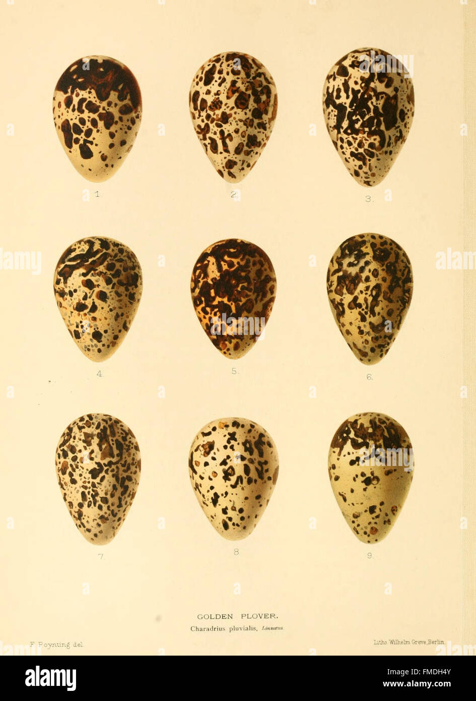Plate 2 from 'Eggs of British Birds' features illustrations of bird ...