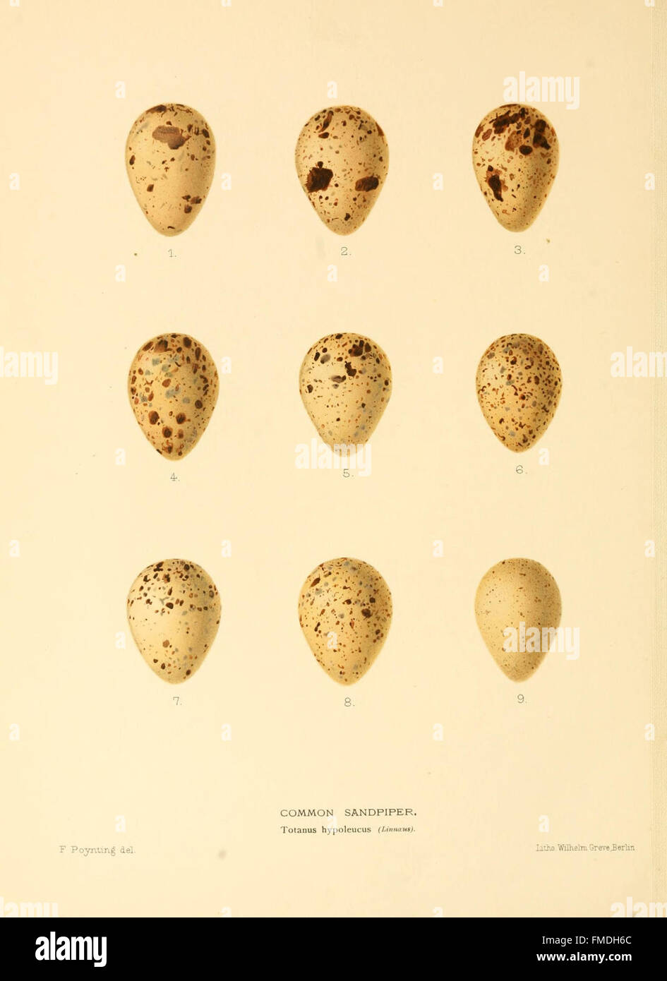 Plate 50 from 'Eggs of British Birds' features detailed illustrations ...