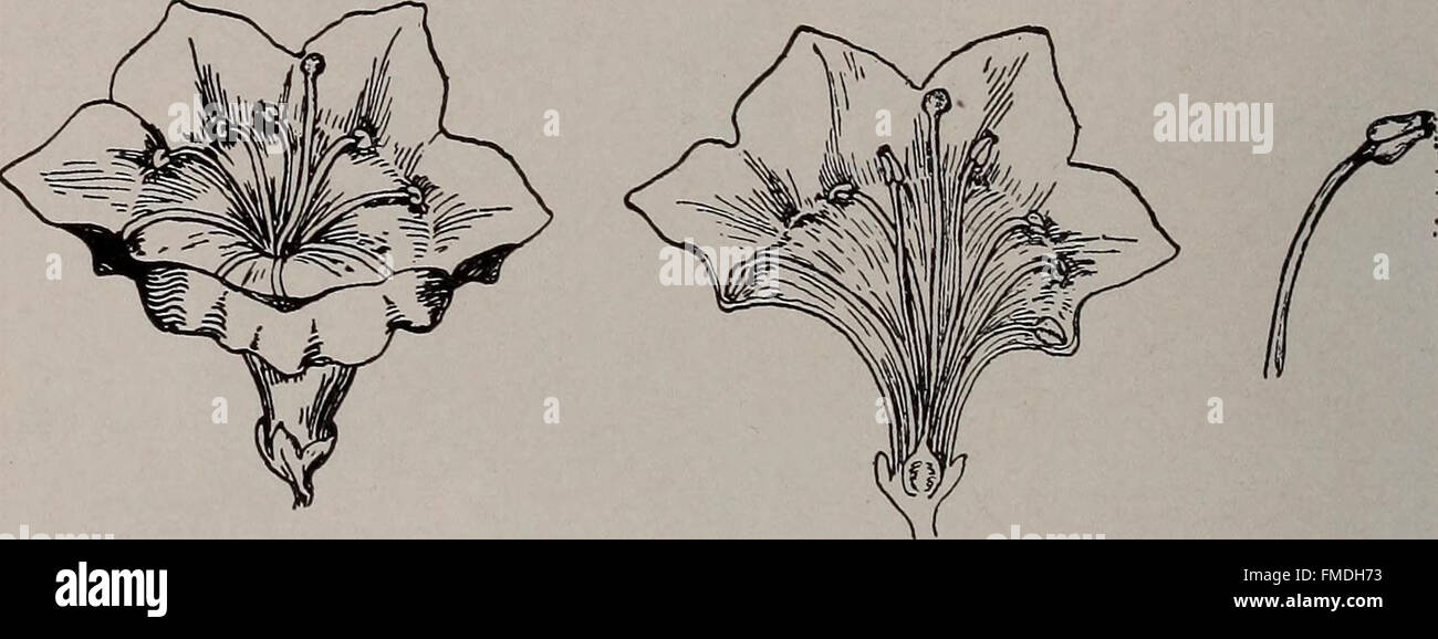 This 1905 textbook introduces basic concepts in botany, covering plant ...