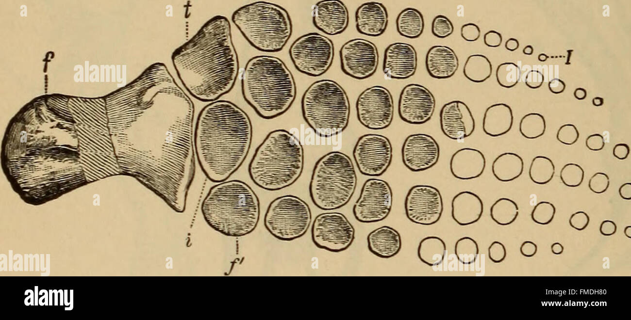 'Elements of Geology' (1892) provides a foundational overview of ...