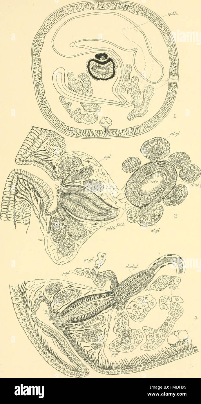 Various species of worms hi-res stock photography and images - Alamy