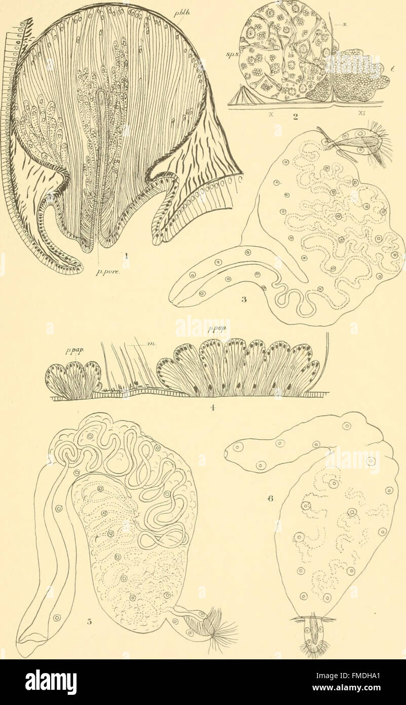 Old map of north america west coast hi-res stock photography and images ...