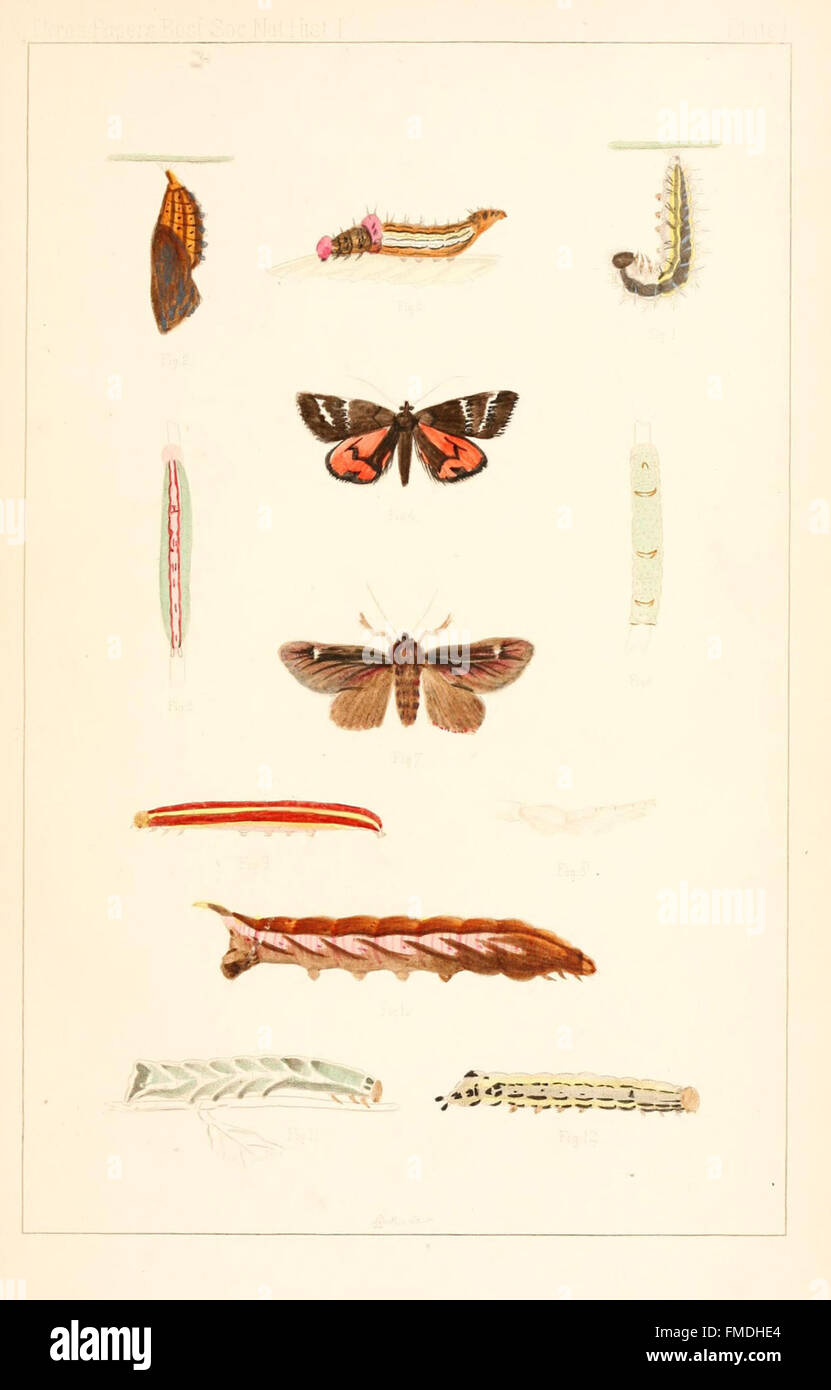 Thaddeus william harris hi-res stock photography and images - Alamy