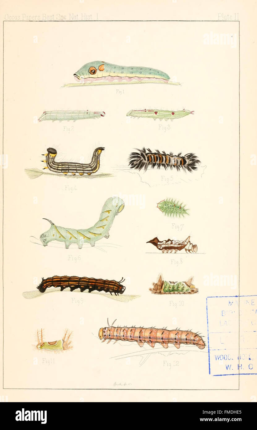 Thaddeus william harris hi-res stock photography and images - Alamy