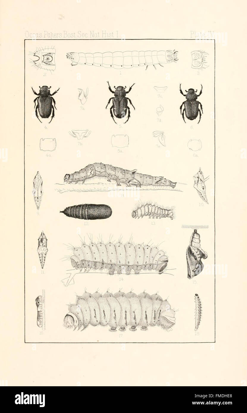 Thaddeus william harris hi-res stock photography and images - Alamy