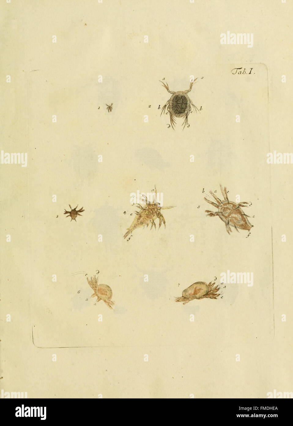 ‘Entomostraca seu insecta testacea’ explores the natural history of ...