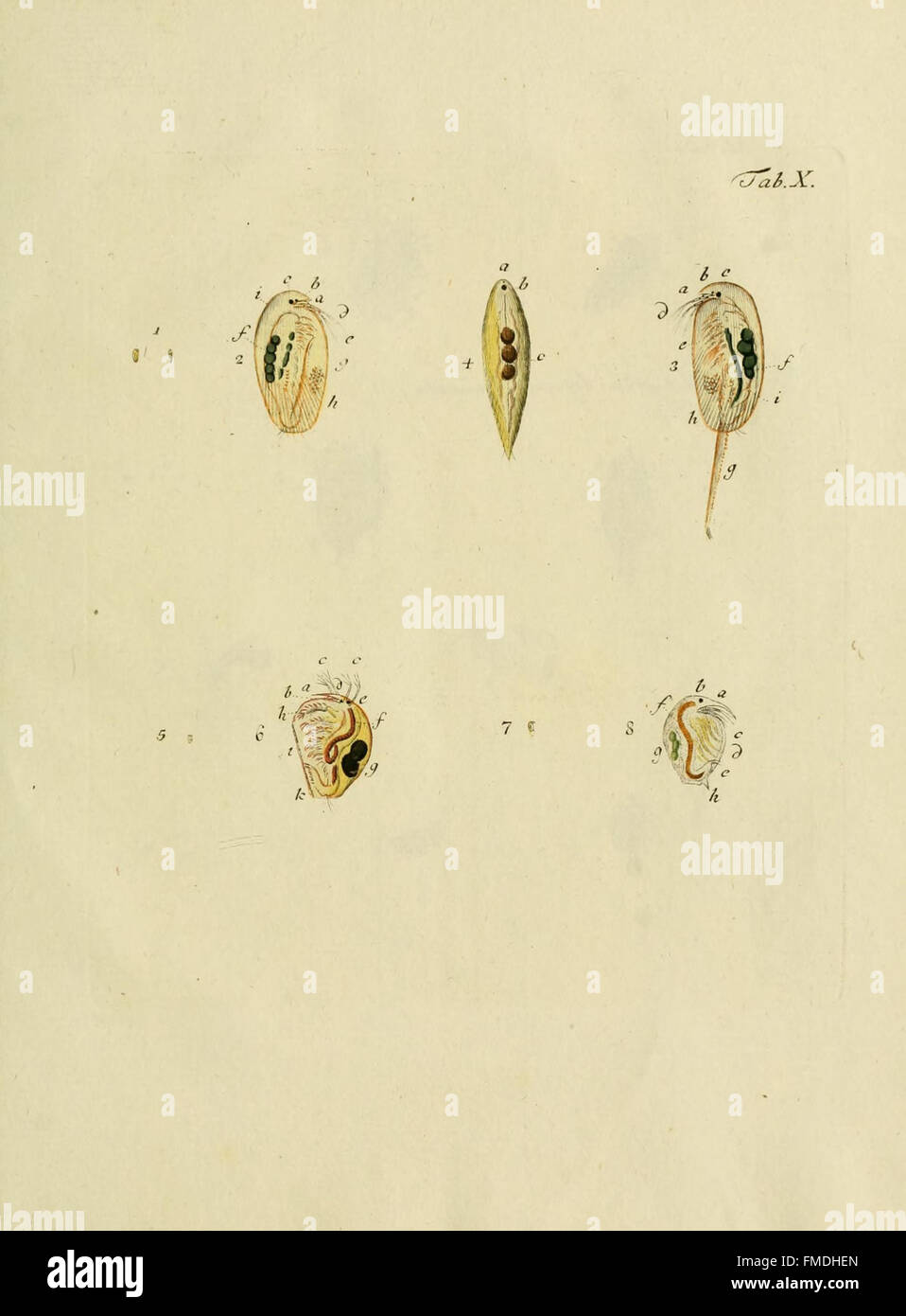Entomostraca seu insecta testacea (Tab. X Stock Photo - Alamy