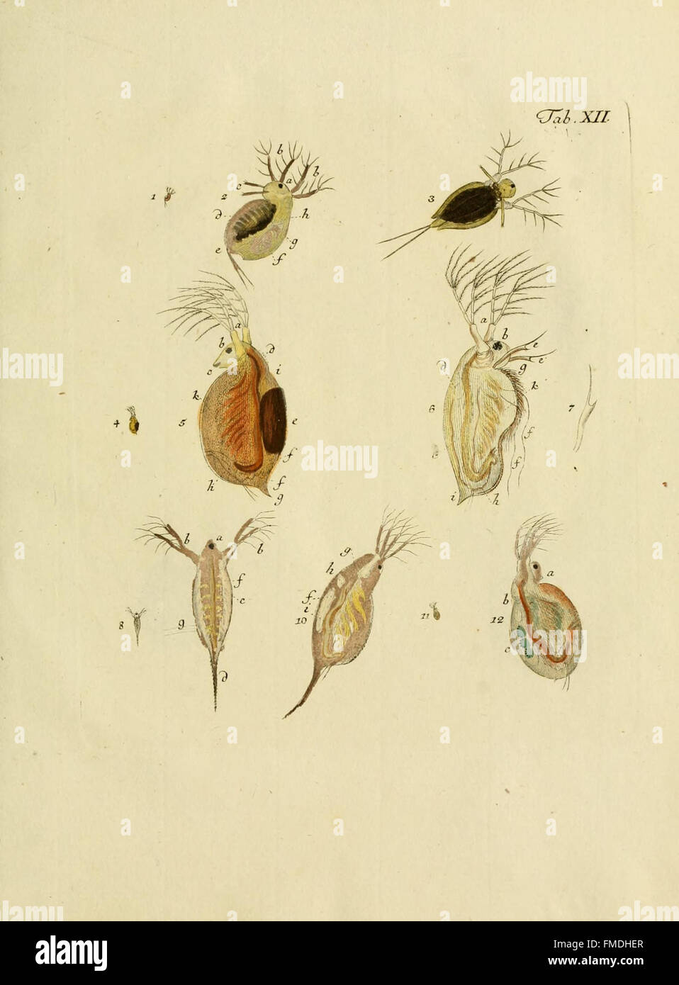 Tab. XII from 'Entomostraca seu insecta testacea' depicts various ...