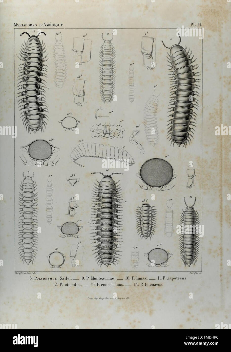 Centipedes group hi-res stock photography and images - Alamy