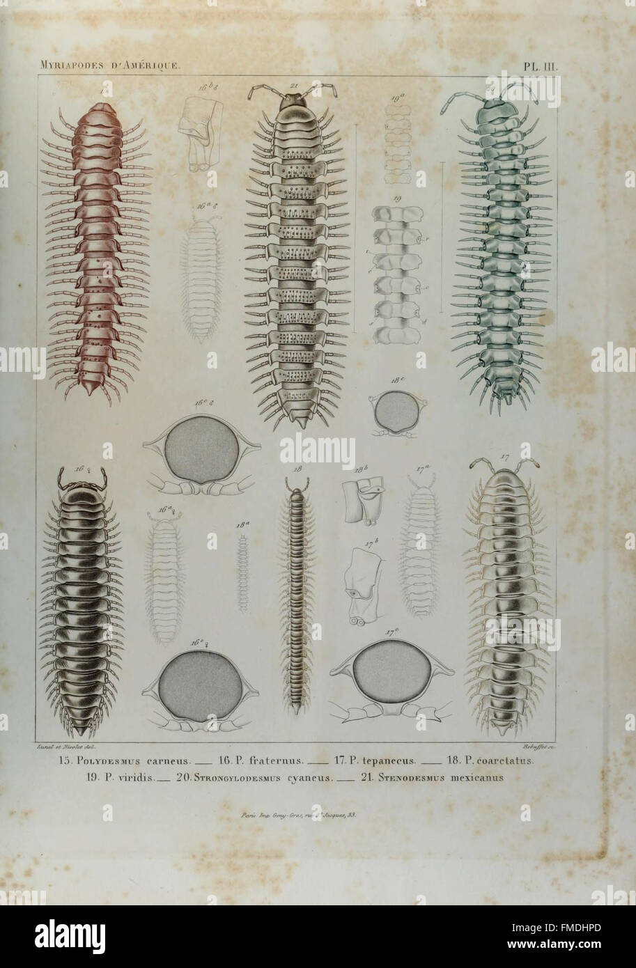 Faune des myriapodes hi-res stock photography and images - Alamy