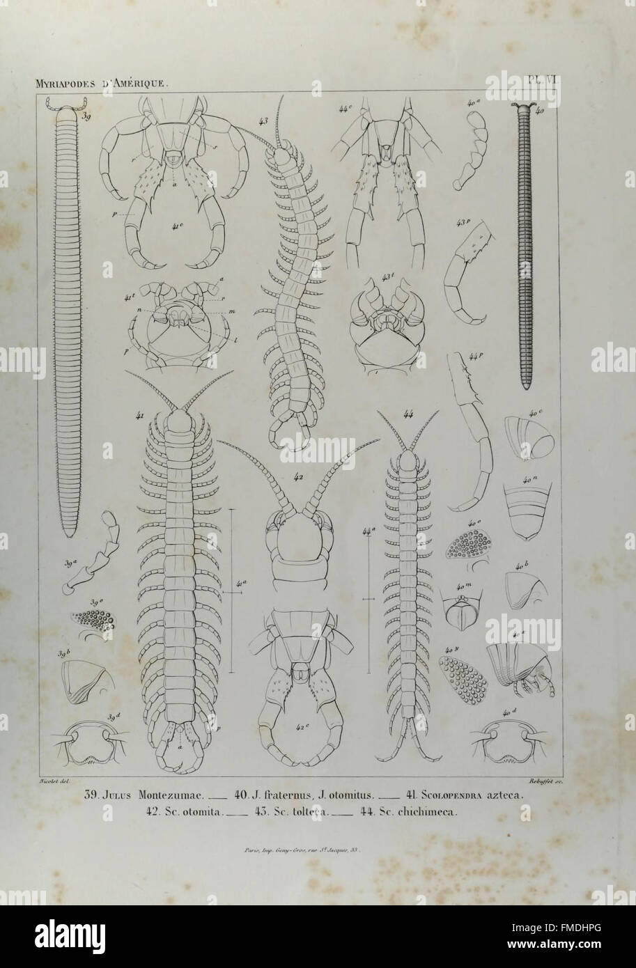 Faune des myriapodes hi-res stock photography and images - Alamy