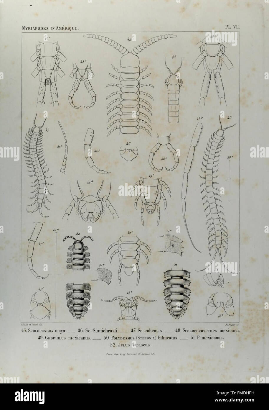 Faune des myriapodes hi-res stock photography and images - Alamy