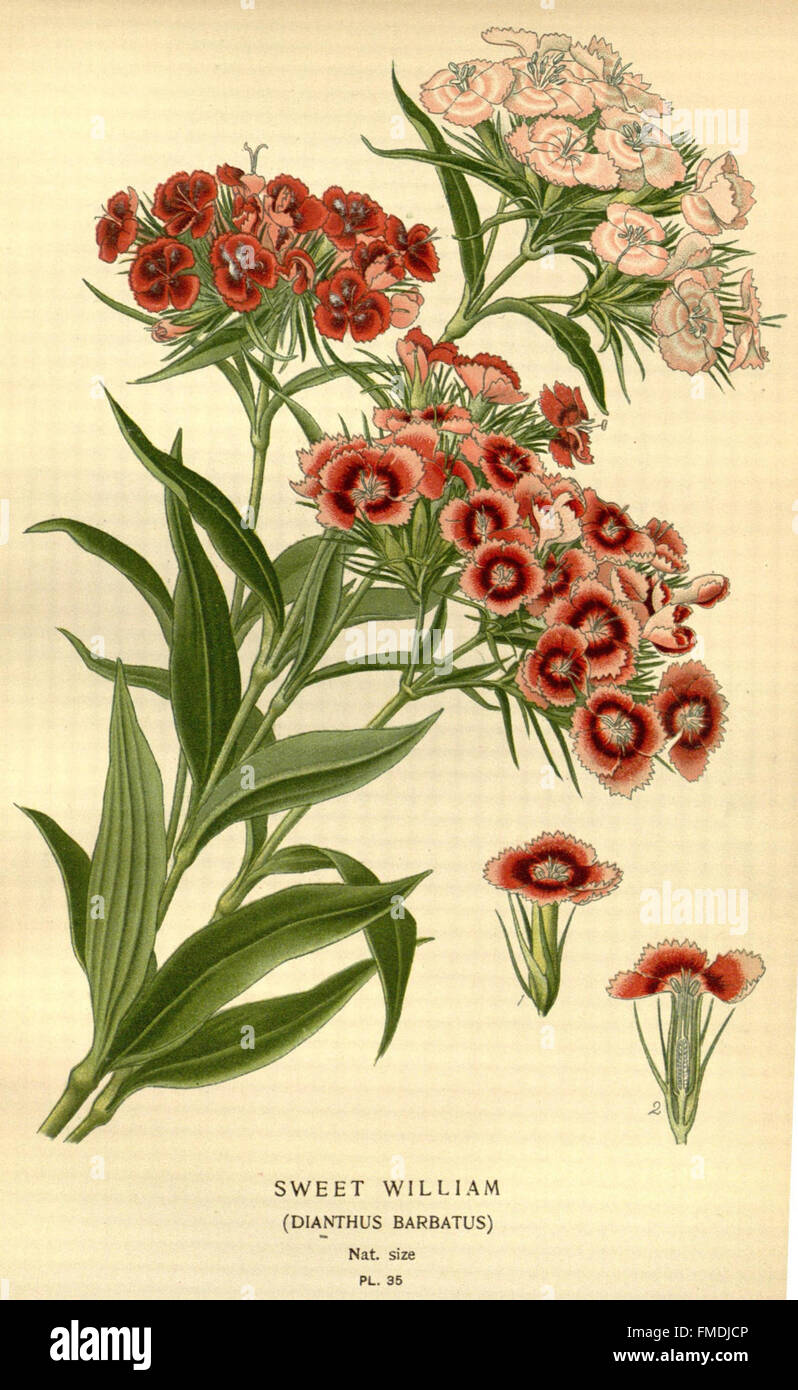 'Favourite Flowers of Garden and Greenhouse' includes illustrations and ...