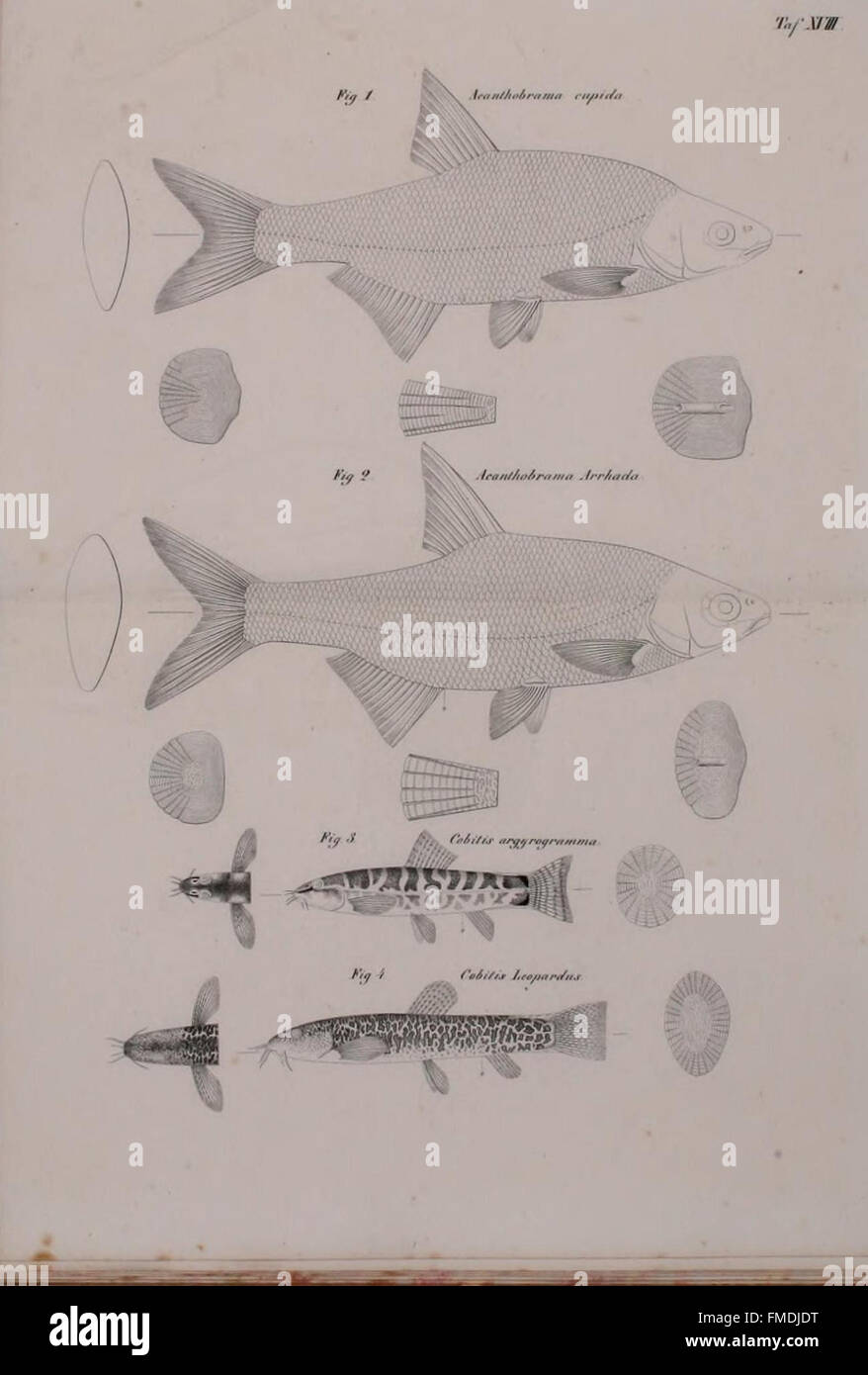 Plate XVIII from 'Abbildungen und Beschreibungen der Fische Syriens ...