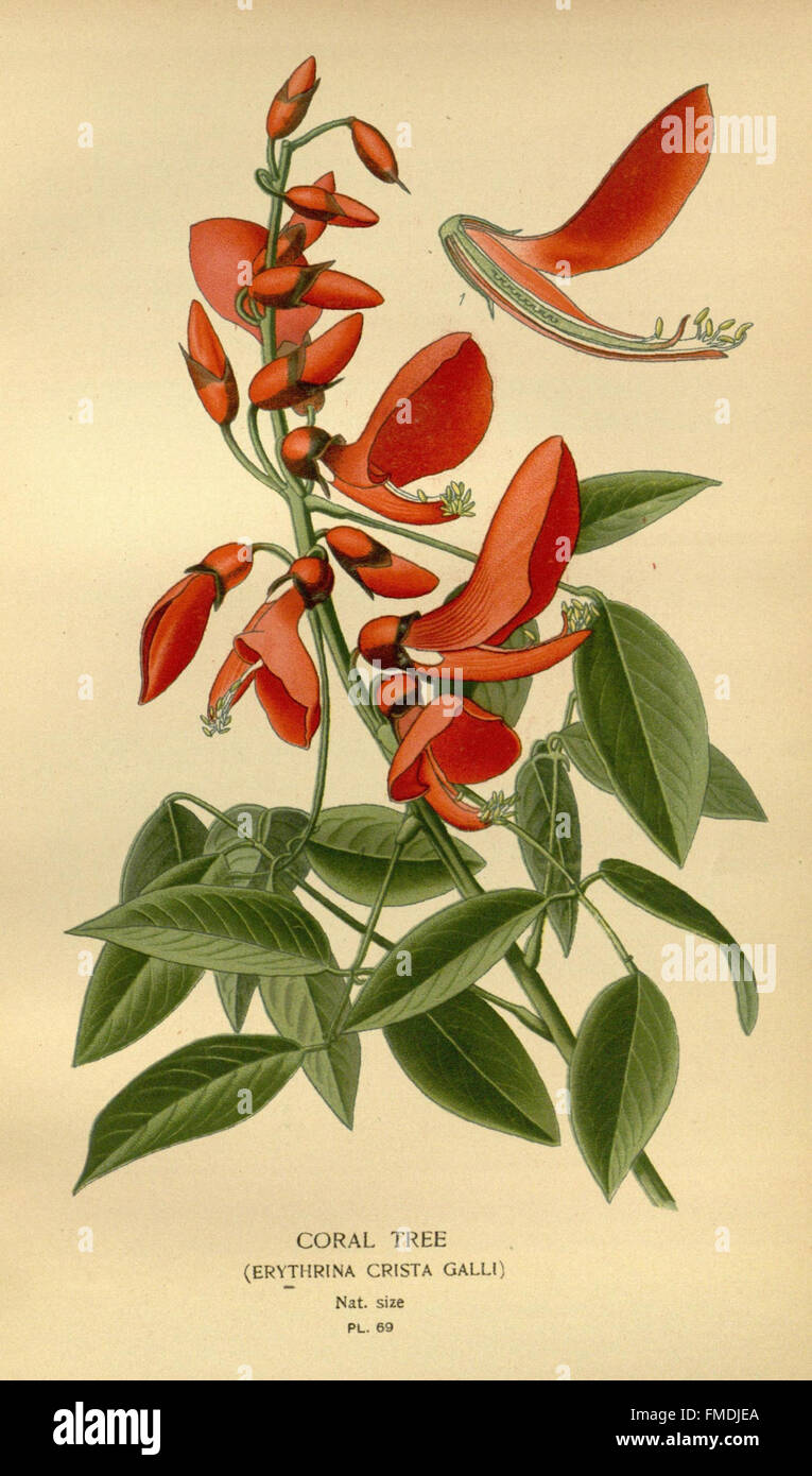 *Favourite Flowers of Garden and Greenhouse* (Plate 69) provides ...