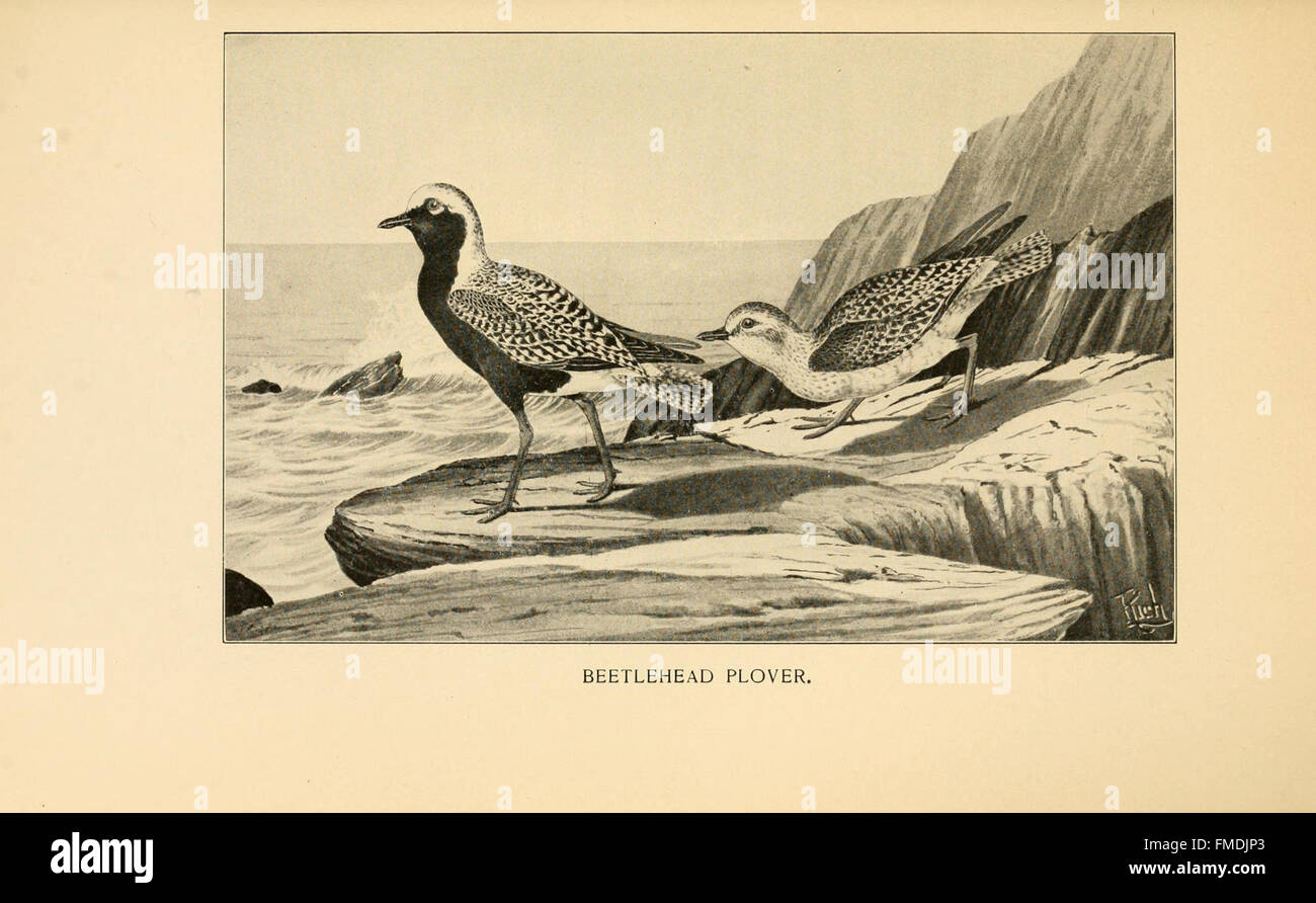 Plate 10 from 'Feathered Game of the Northeast' showcases bird species ...