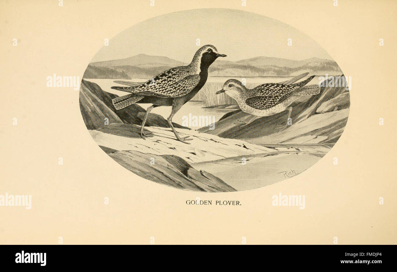 'Feathered Game of the Northeast' focuses on bird species used for ...