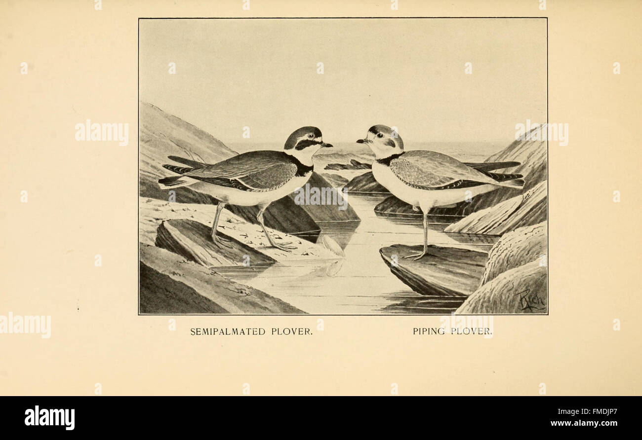 Plate 13 from 'Feathered Game of the Northeast' presents detailed ...