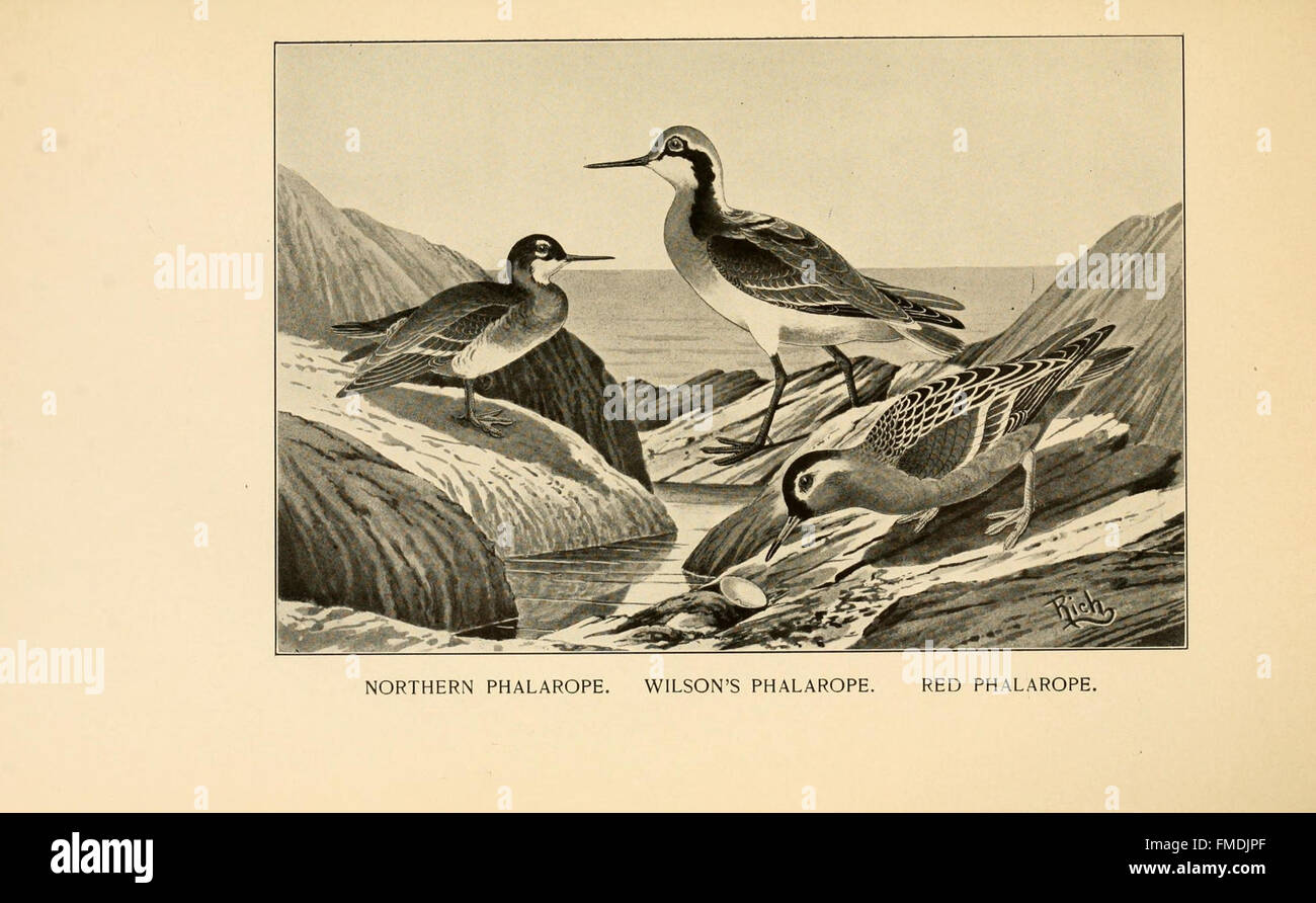 Plate 19 from 'Feathered Game of the Northeast' illustrates various ...