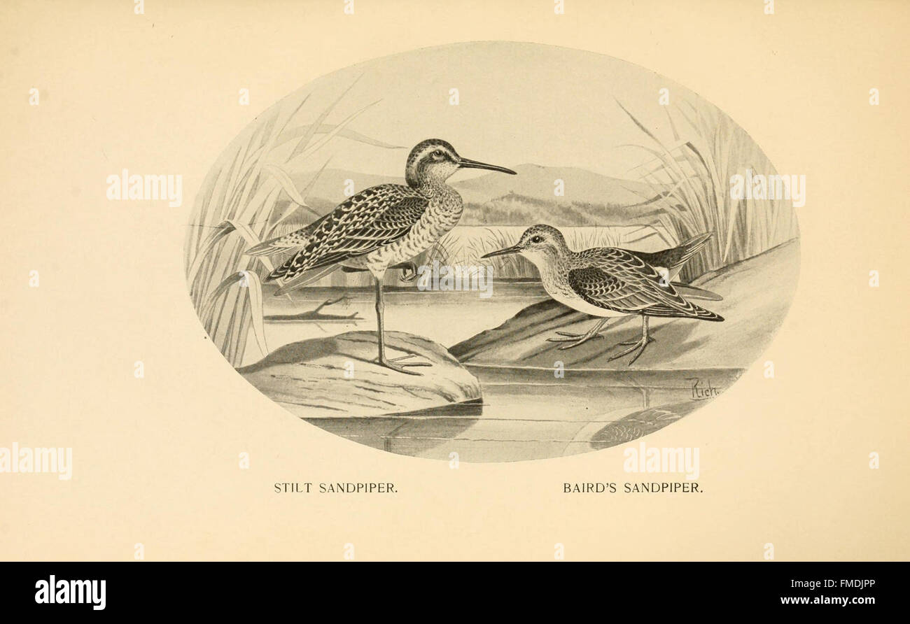 'Feathered Game of the Northeast' focuses on bird species hunted in the ...