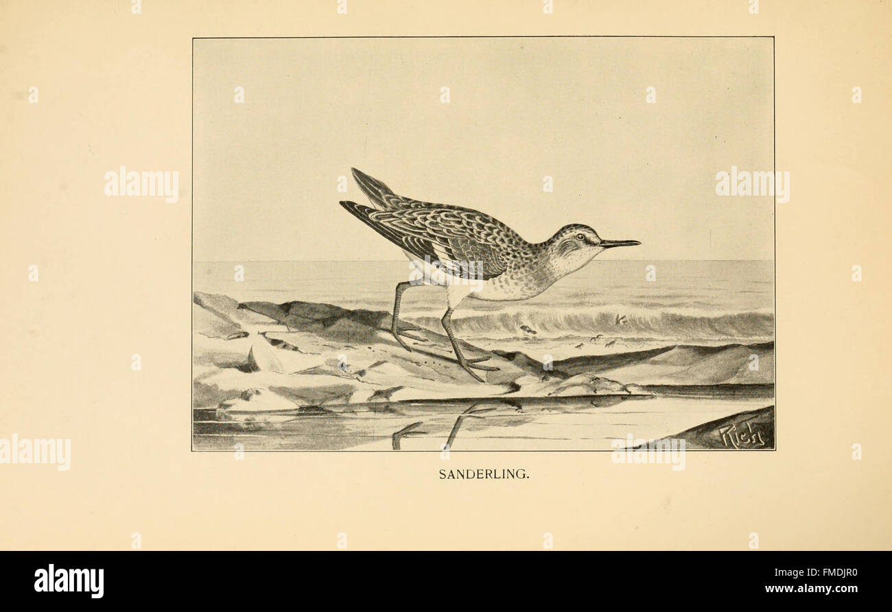 This plate depicts various species of feathered game birds from the ...