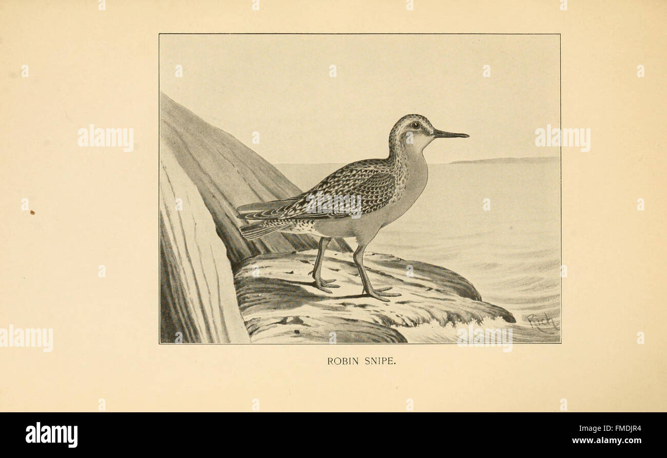 This work presents illustrations and descriptions of feathered game ...