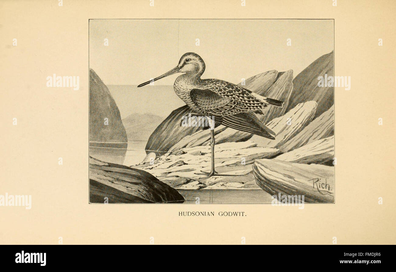 This plate depicts various species of feathered game from the Northeast ...